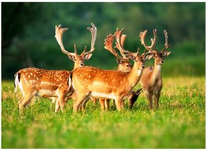 🖼️ Generate Image Captions, Answer Questions & Verify Text rapidapi.com api & spicy-laika-spicy ...